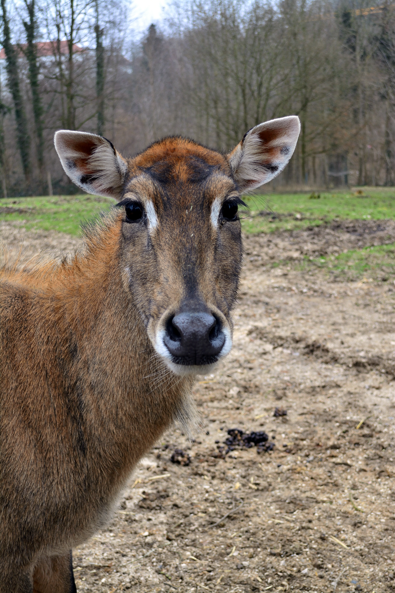 Visiting Haag city zoo - My Captured Moments